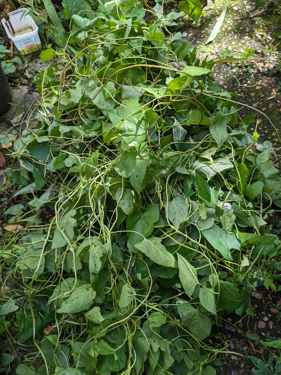 Bindweed (again!) and cordyline inflorescence - Kim Winter